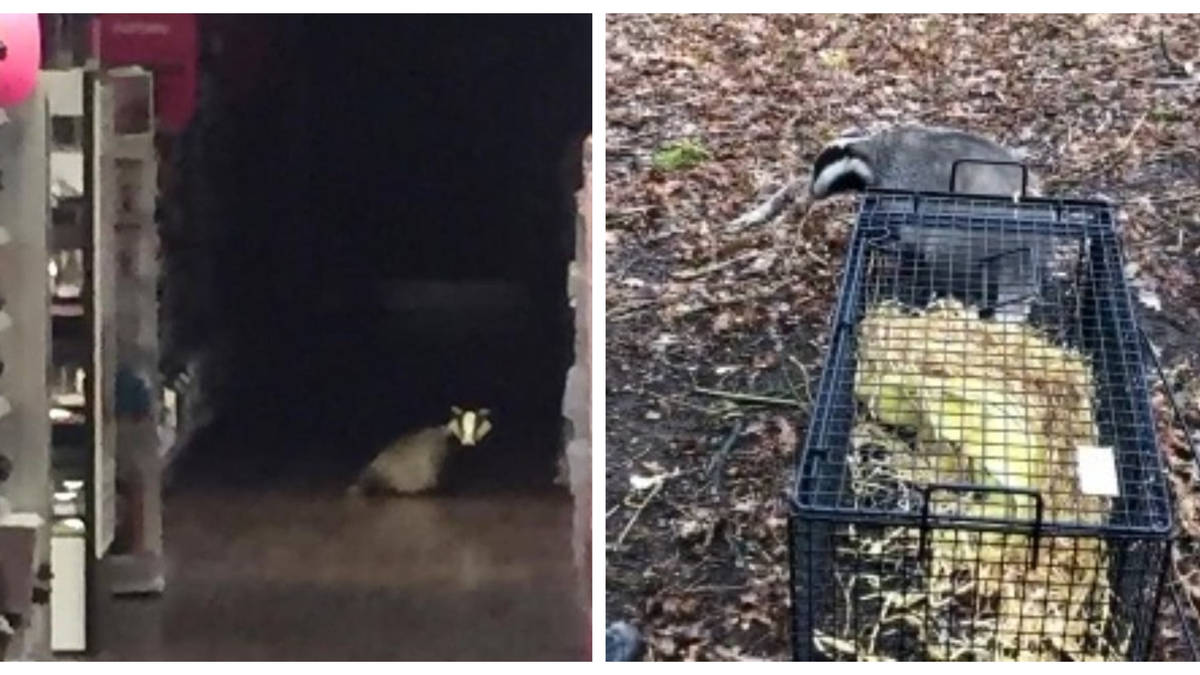 CCTV shows badger sneaking around Superdrug store in Northampton | LBC