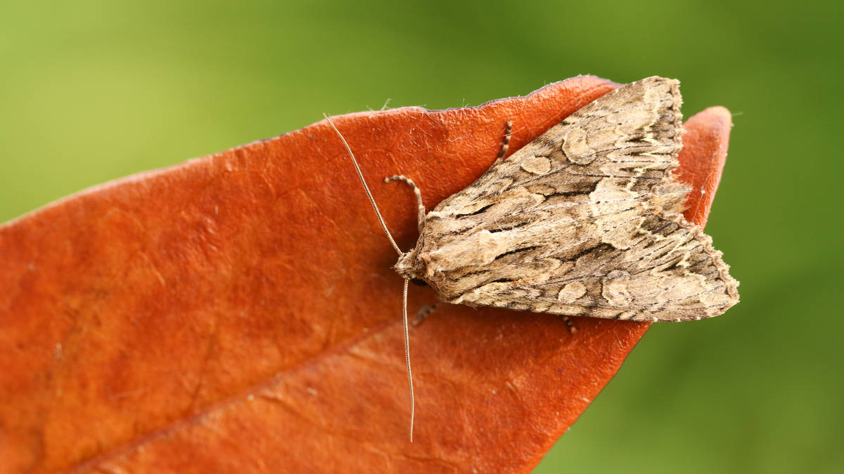 How Do Moths Know Where To Hide? | LBC