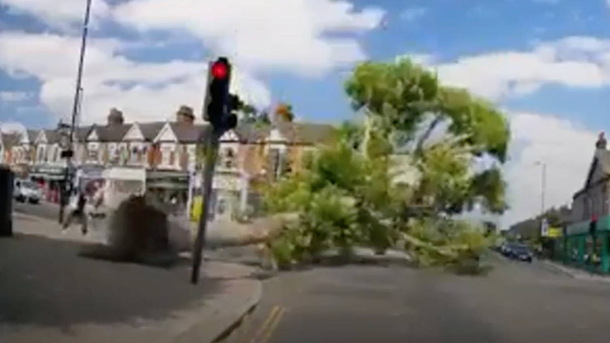 Shocking moment passers-by narrowly avoid being hit by falling tree | LBC