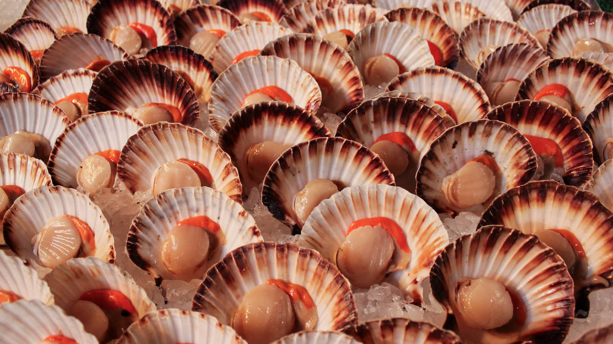 How Do Scallops Breed? | LBC
