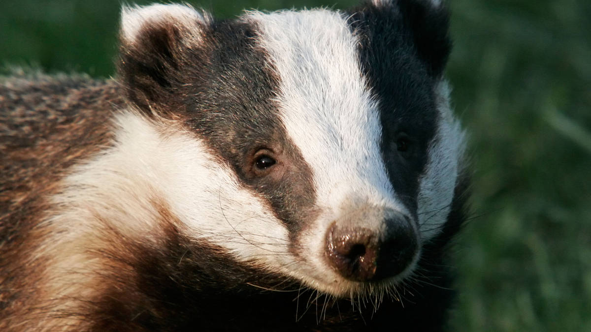 Badger found nailed to 10ft tree and hanging by its paws sparks police ...