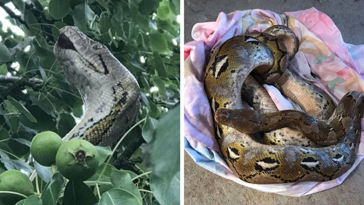 Snakes in a lane: RSPCA urge public to be vigilant after two pythons ...