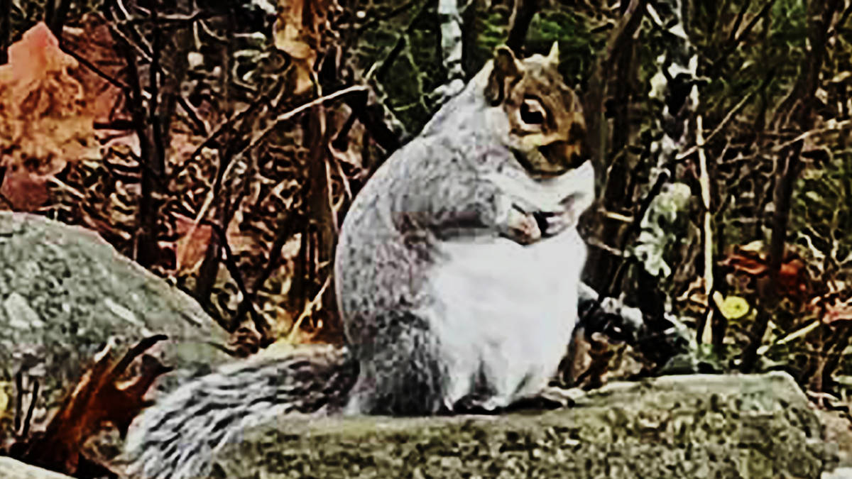 Nut case: Squirrel packs on extra pounds during pandemic | LBC