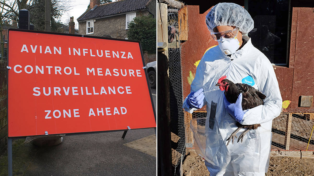 Is bird flu dangerous to humans? Symptoms and dangers to be aware of | LBC