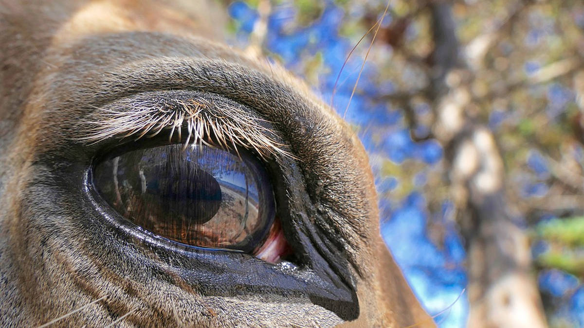 How Do We Know How Animals See Things? | LBC