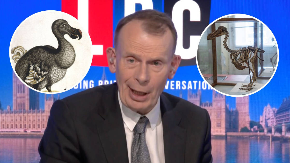 Dodo back to life? Scientists are working on bringing the bird back ...