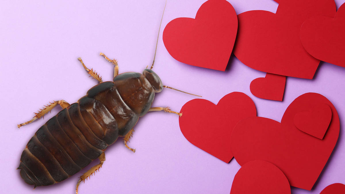 Name a cockroach after your ex: Zoo goes viral for Valentine's Day ...