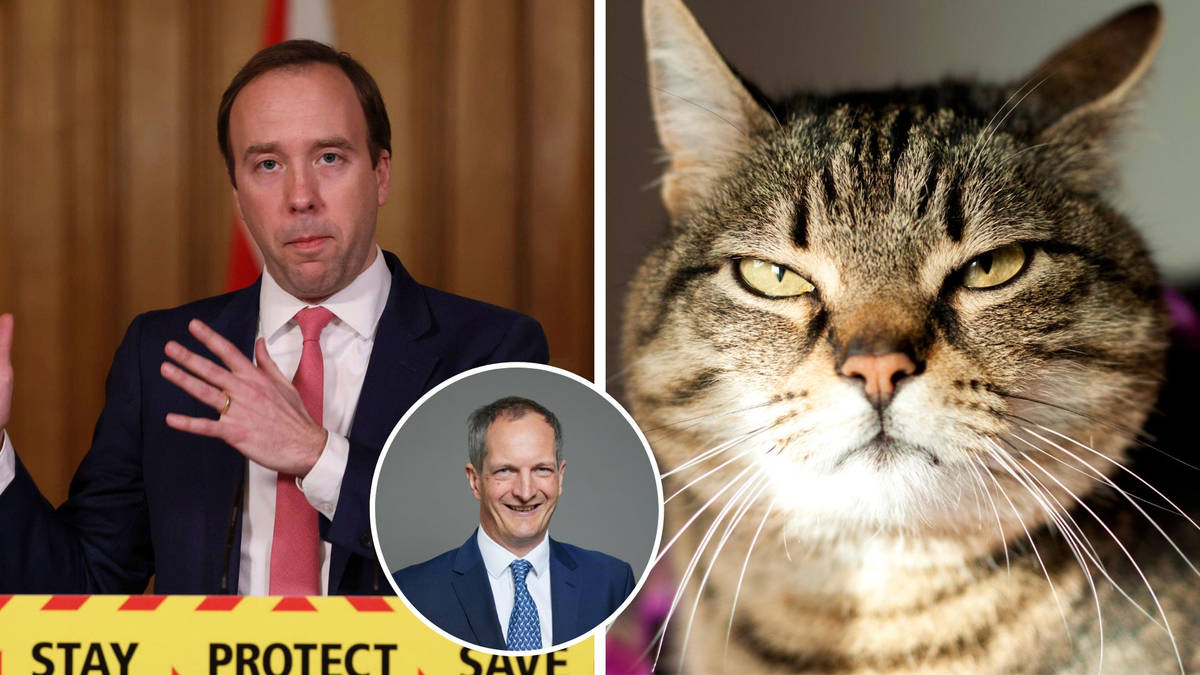 Govt considered culling all pet cats at the start of the pandemic in ...