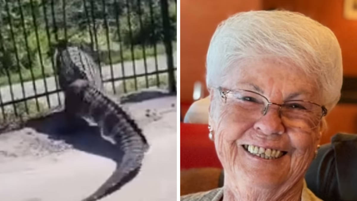 Shocking moment alligator bends metal fence in Florida golf club and ...