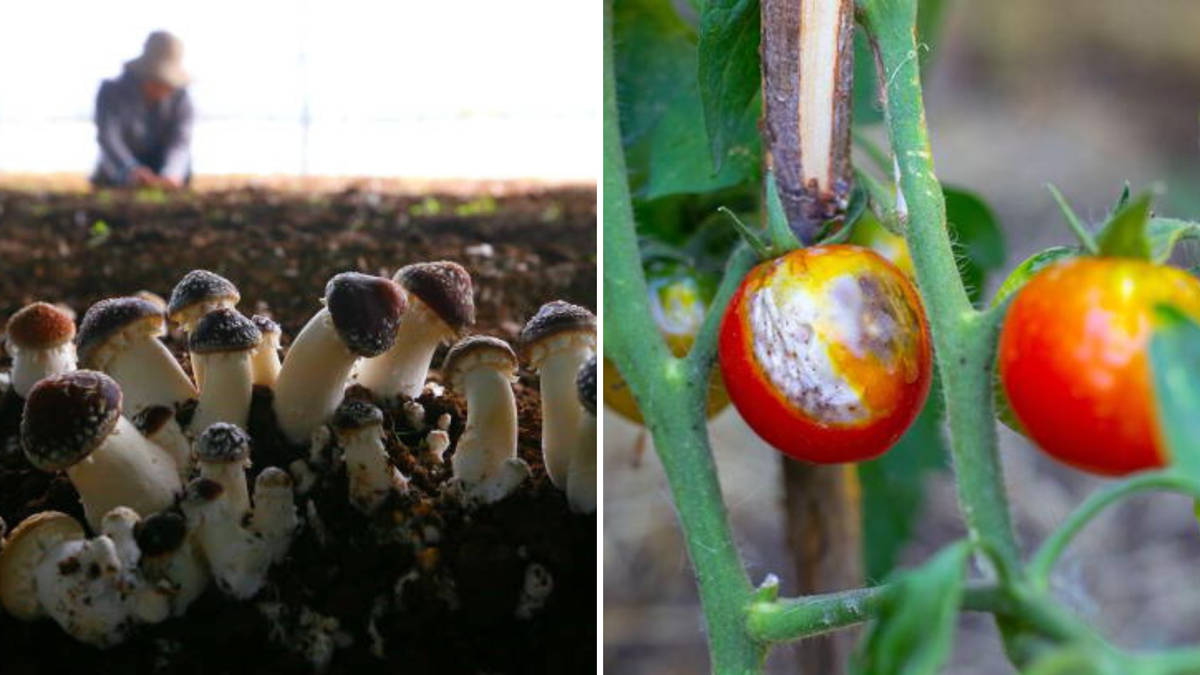 Fast-growing fungus attacks on crops 'threaten the world's food supply ...