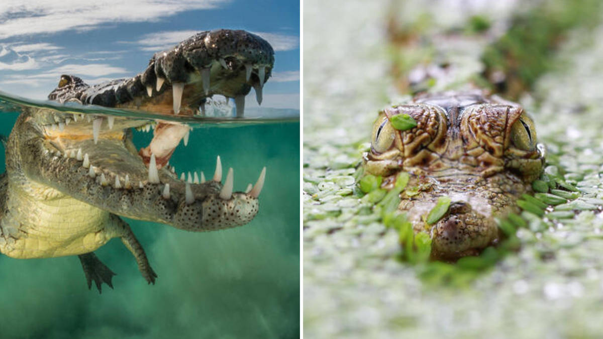 Snorkeller prises crocodile's jaws from his head in miracle escape ...