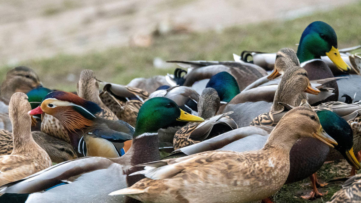 'Ducking hell' to disappear from Apple autocorrect bringing joy to ...