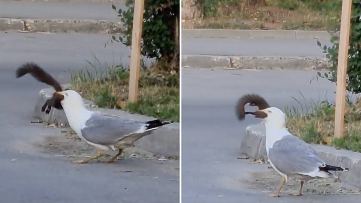 Shocking moment seagull casually swallows entire squirrel on roadside | LBC