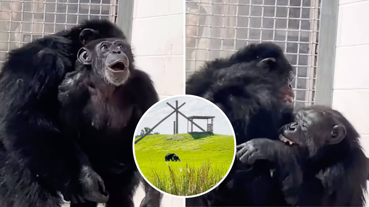 Touching moment Vanilla the chimp sees sky for the first time following ...