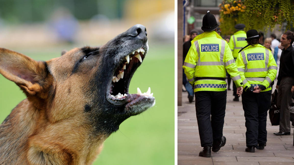 Police forced to destroy at least two dogs a day after savage attacks ...
