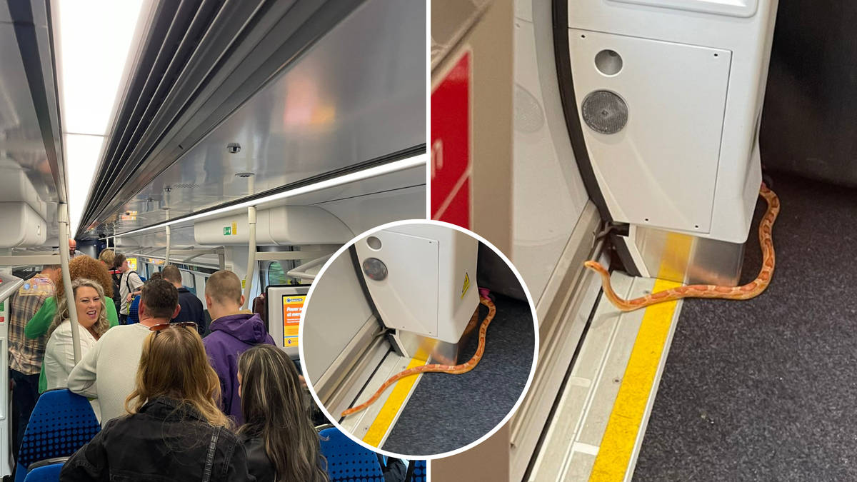 Snakes on a train: Commuter chaos after reptile spotted slithering ...