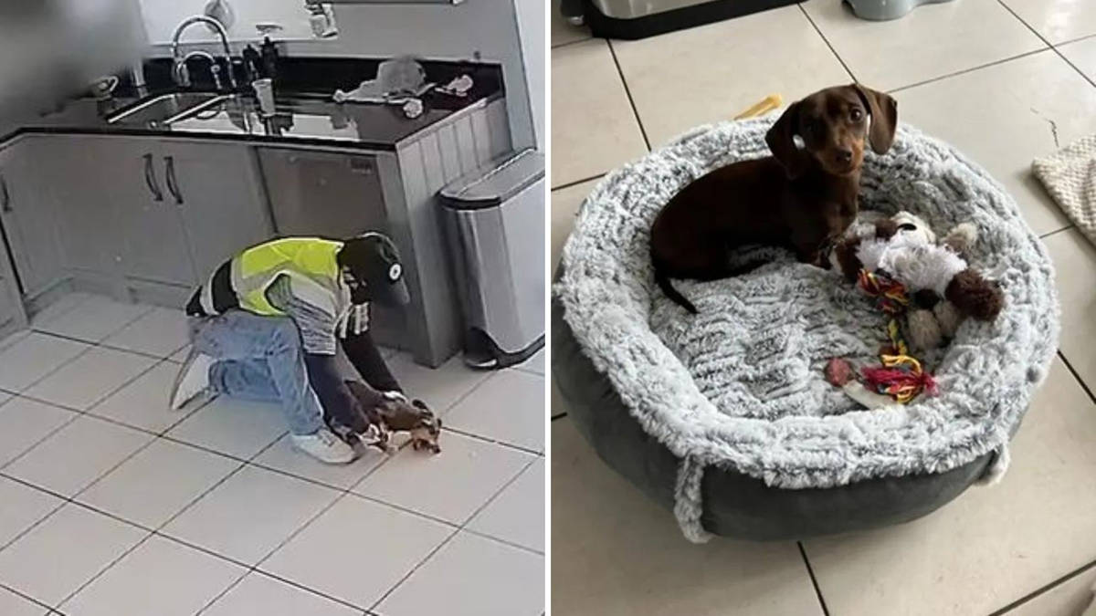 'It was horrifying': Millionaire owner reunited with 'Twiglet' the dog ...