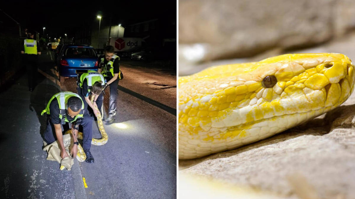 Snake in a lane: 12-foot yellow python rescued from residential street ...