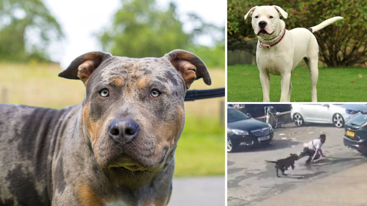 XL bullies explained: How dangerous is the breed, and will it be banned ...