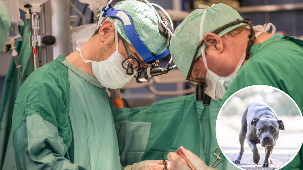 Hospital consultants undertake more than 100,000 treatments for dog ...