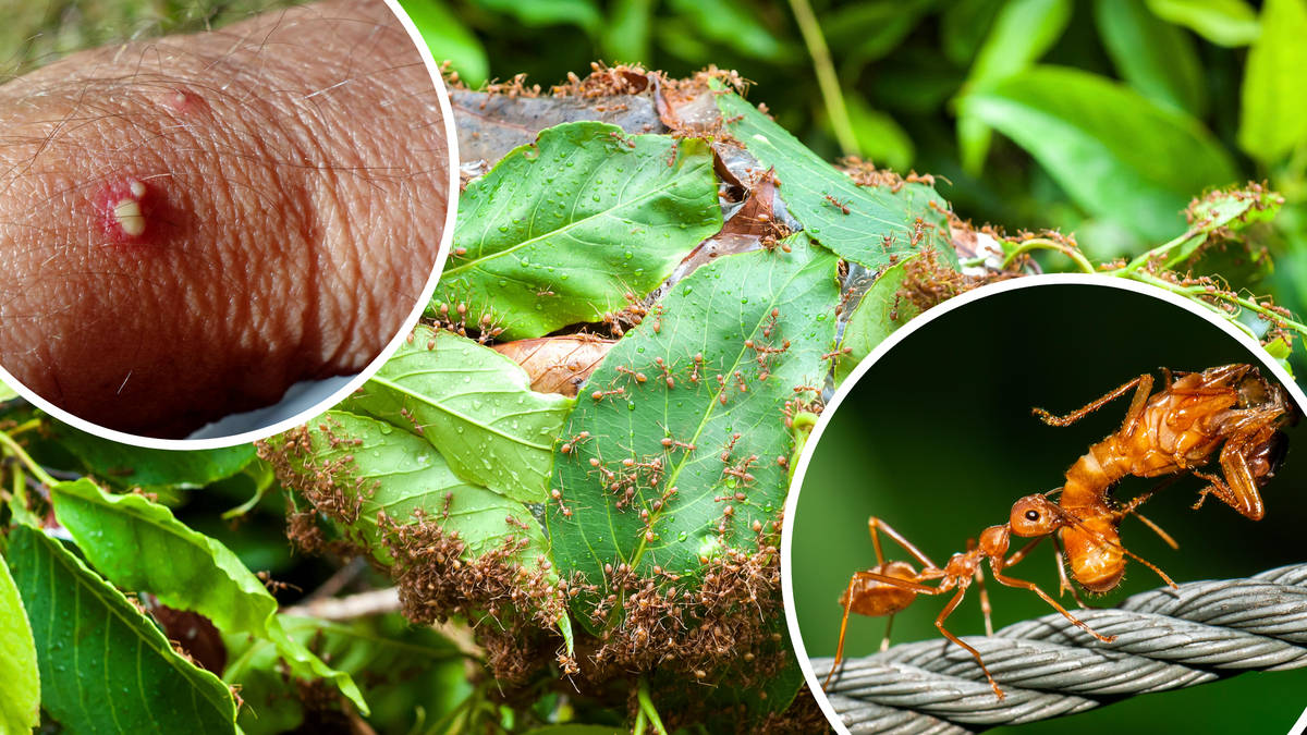 London on alert for red fire ants as invasive species spotted for first ...