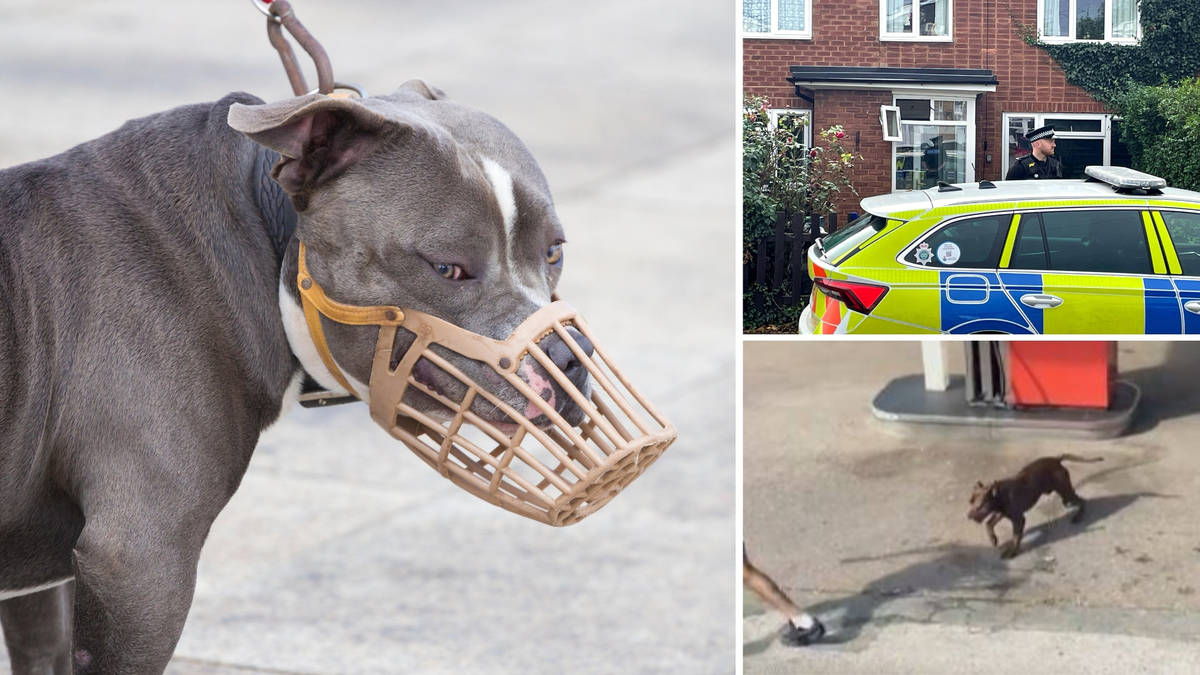 XL Bully ban won't stop dog attacks, coalition of animal charities warn ...