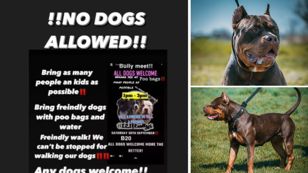 Organisers of XL Bully walk back down after huge backlash - and tell ...