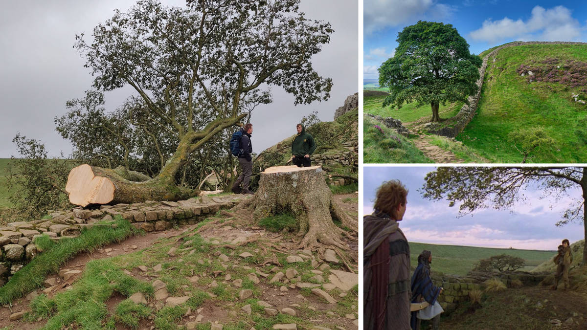 Boy, 16, arrested after 300-year-old world-famous Sycamore Gap Tree ...