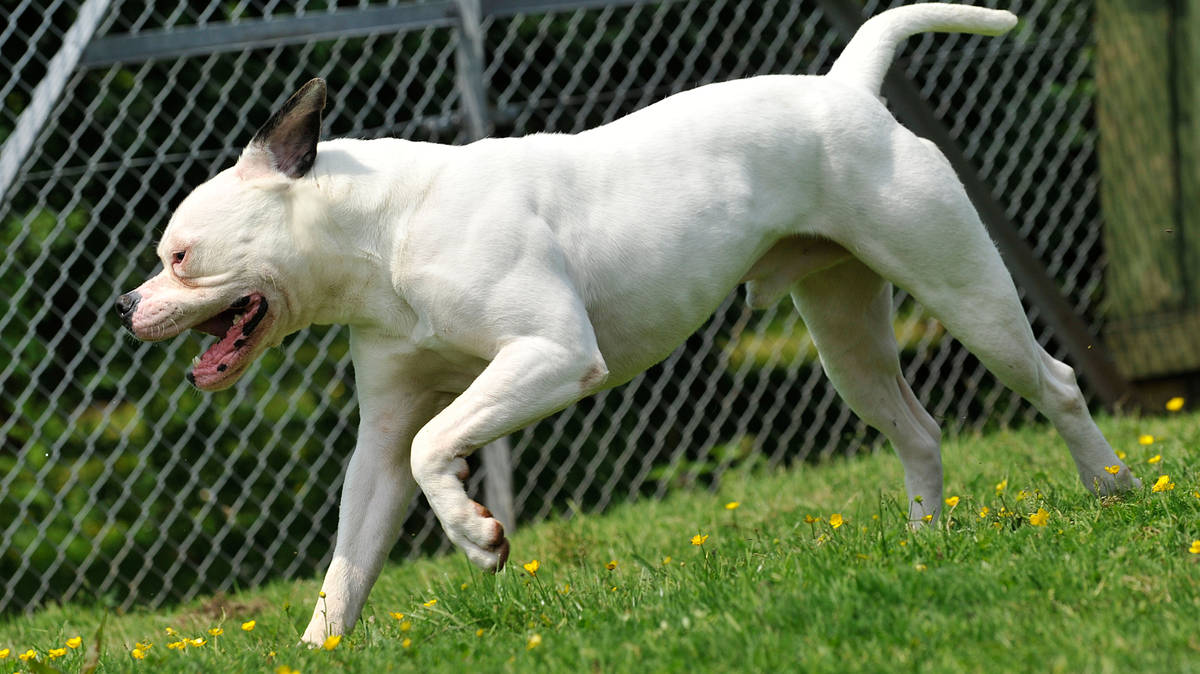 Police shoot dead 'XL Bully' after dangerous dog 'mauls owner and ...