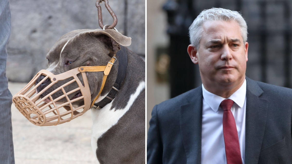 XL Bully dogs must be muzzled and on a lead as fresh restrictions come ...