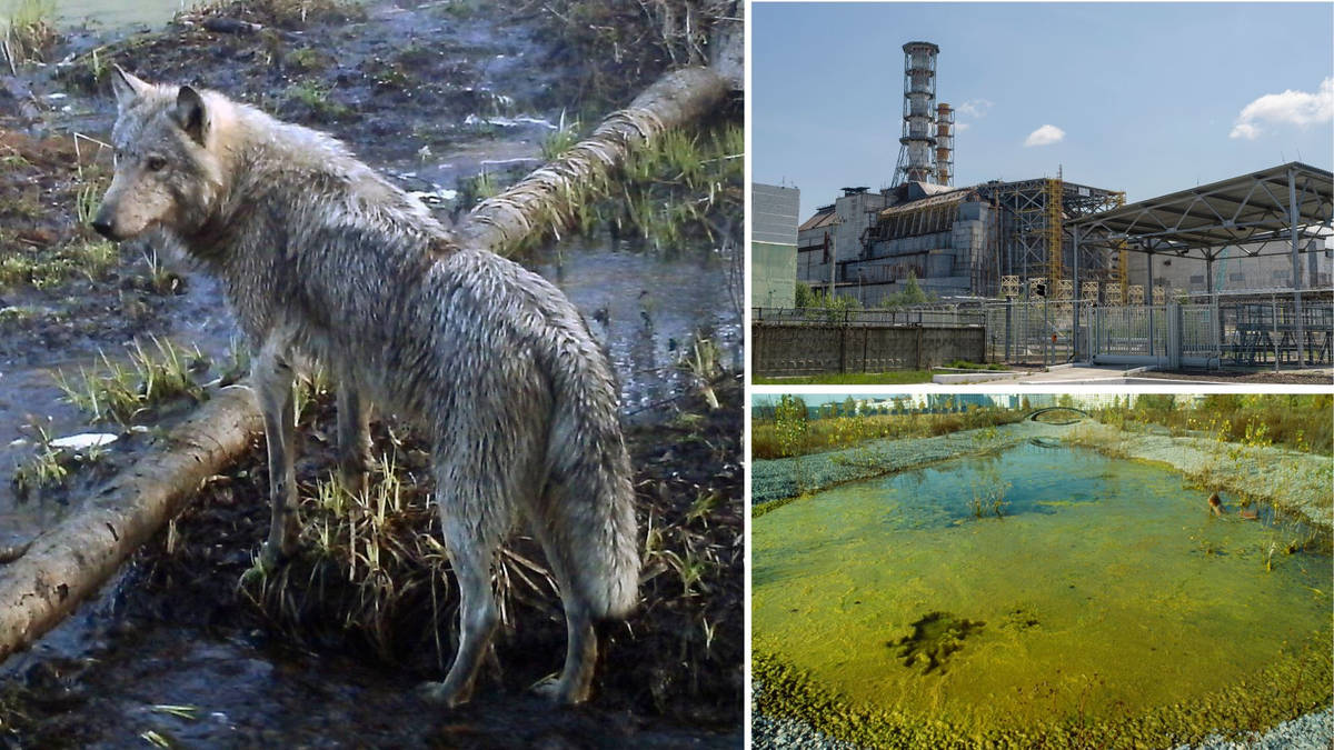 Mutant wolves living in Chernobyl disaster are evolving ability to ...