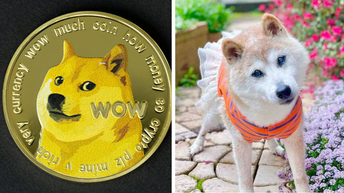 Kabosu, Shiba inu dog who became meme and face of Dogecoin, dies aged ...