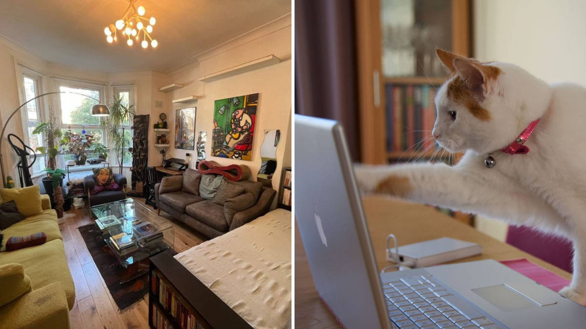 London flat advert written from the perspective of cats and offering ...