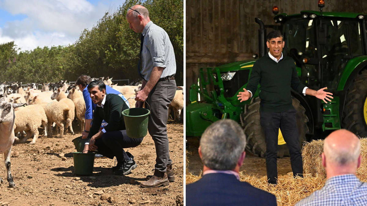 Flock of sheep flee as Rishi Sunak and David Cameron try to feed them | LBC
