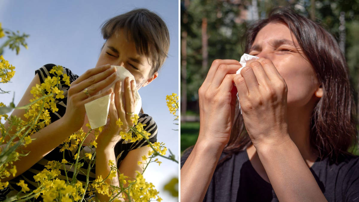 UK weather: Pollen bomb explodes as extreme hay fever sufferers warned ...
