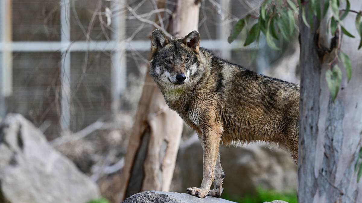 Mother in 'serious condition' after being viciously mauled by wolf pack ...