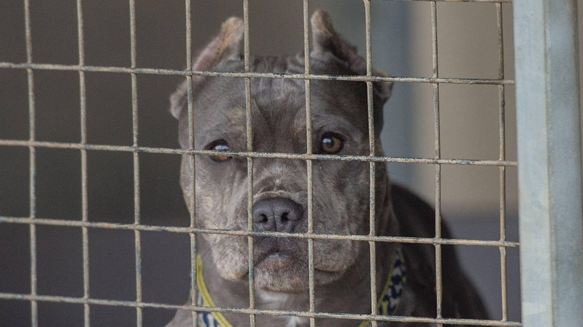 Police raid suspected XL Bully farm and arrest man as 13 dogs seized ...