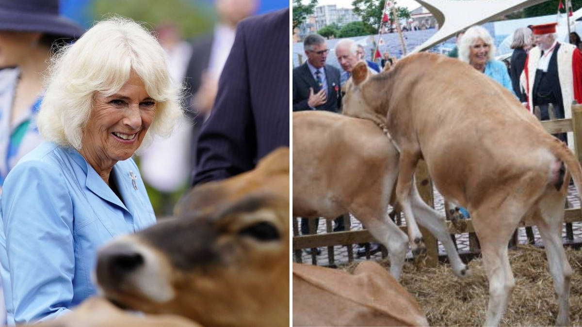 Queen Camilla left in hysterics as Jersey cows get frisky during royal ...