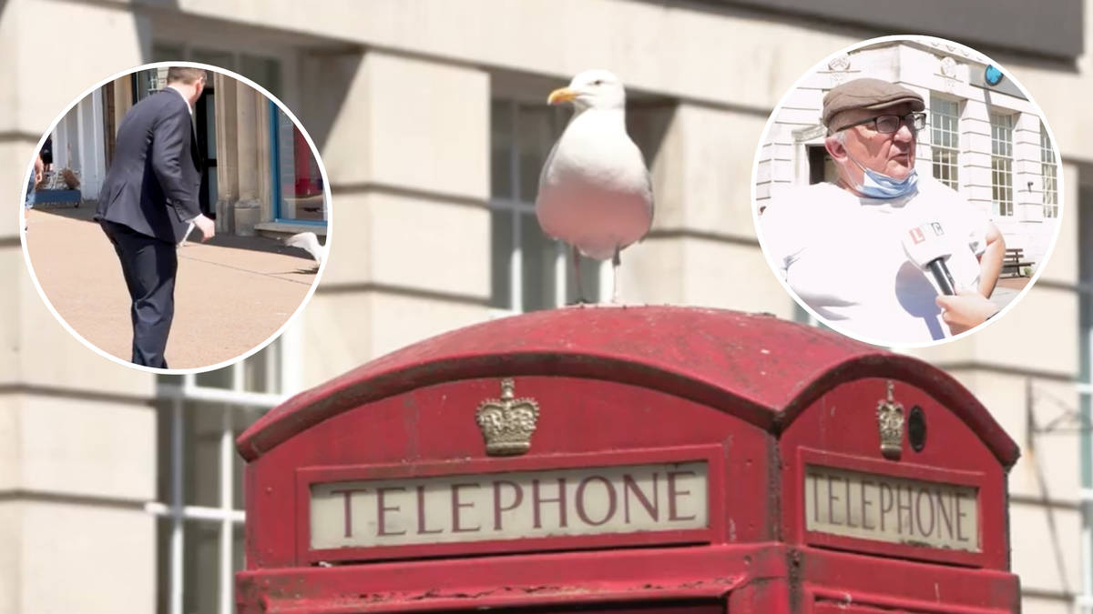 ‘Sneaky seagull’ terrorising Greggs’ customers by swooping on them and ...