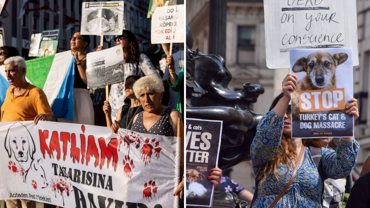 'You cannot wash your hands of blood': Backlash grows against Turkey's ...