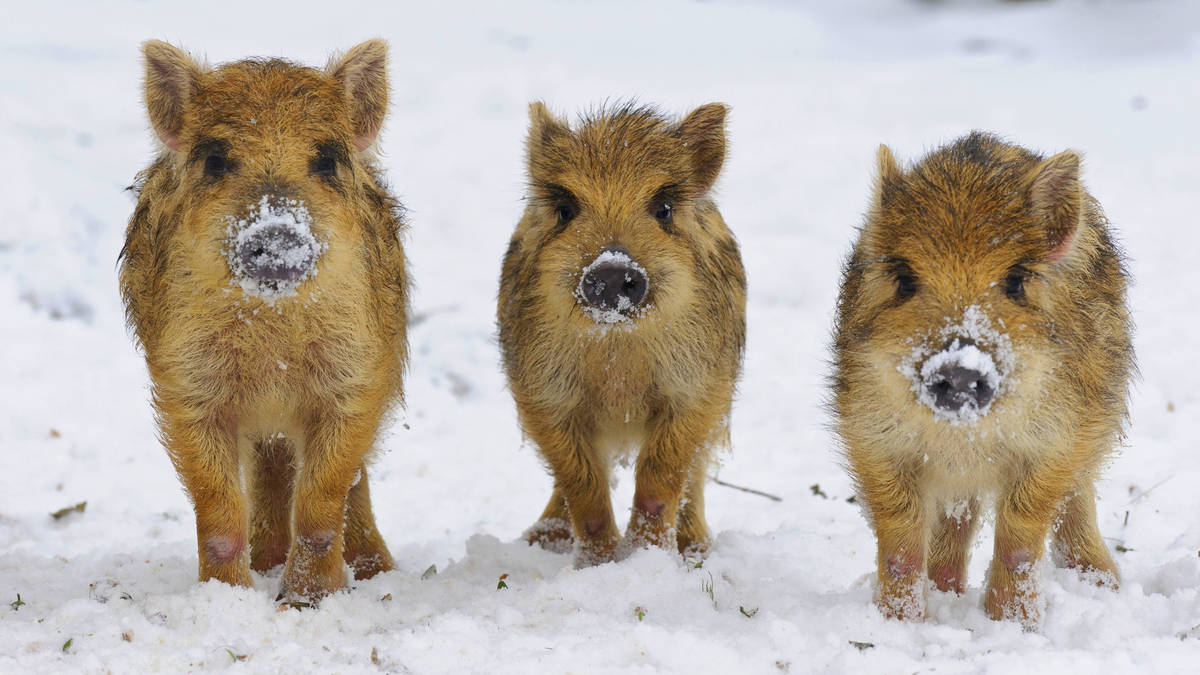 Why is "30-50 Feral Hogs" Trending? Everything You Need To Know | LBC