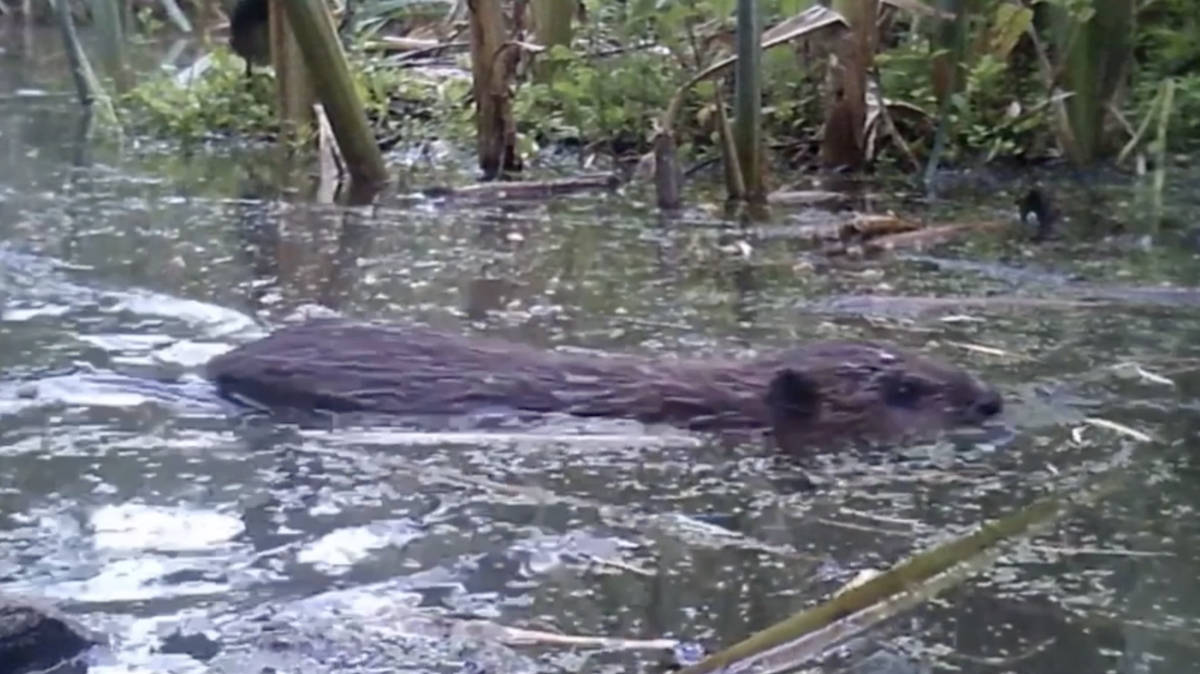 Beaver fever: Conservationists 'thrilled' after baby beavers born in ...
