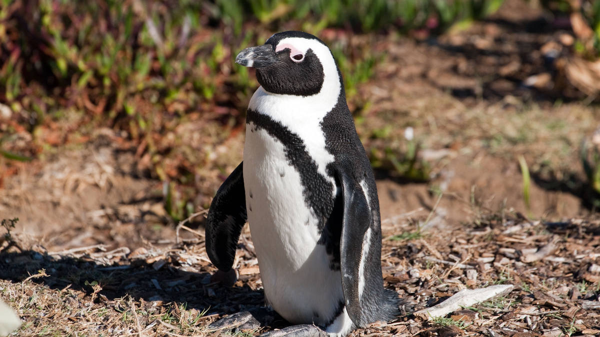 ‘Miracle’ penguin found two weeks after making great escape from ...