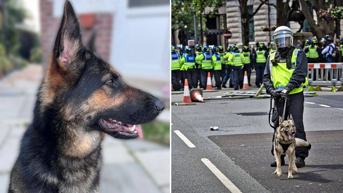 'Thank you for your bravery': Police dog involved in Southport unrest ...
