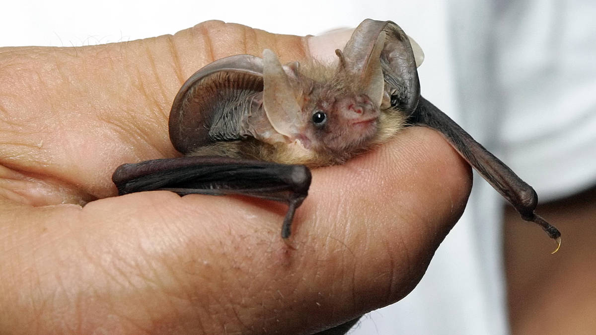 Child dies of rabies after parents discover bat in bedroom | LBC