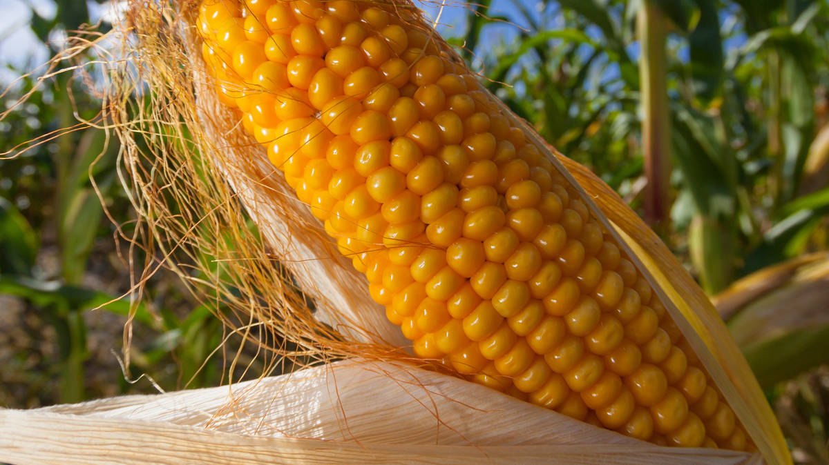 Why Can't You Digest Sweetcorn? | LBC