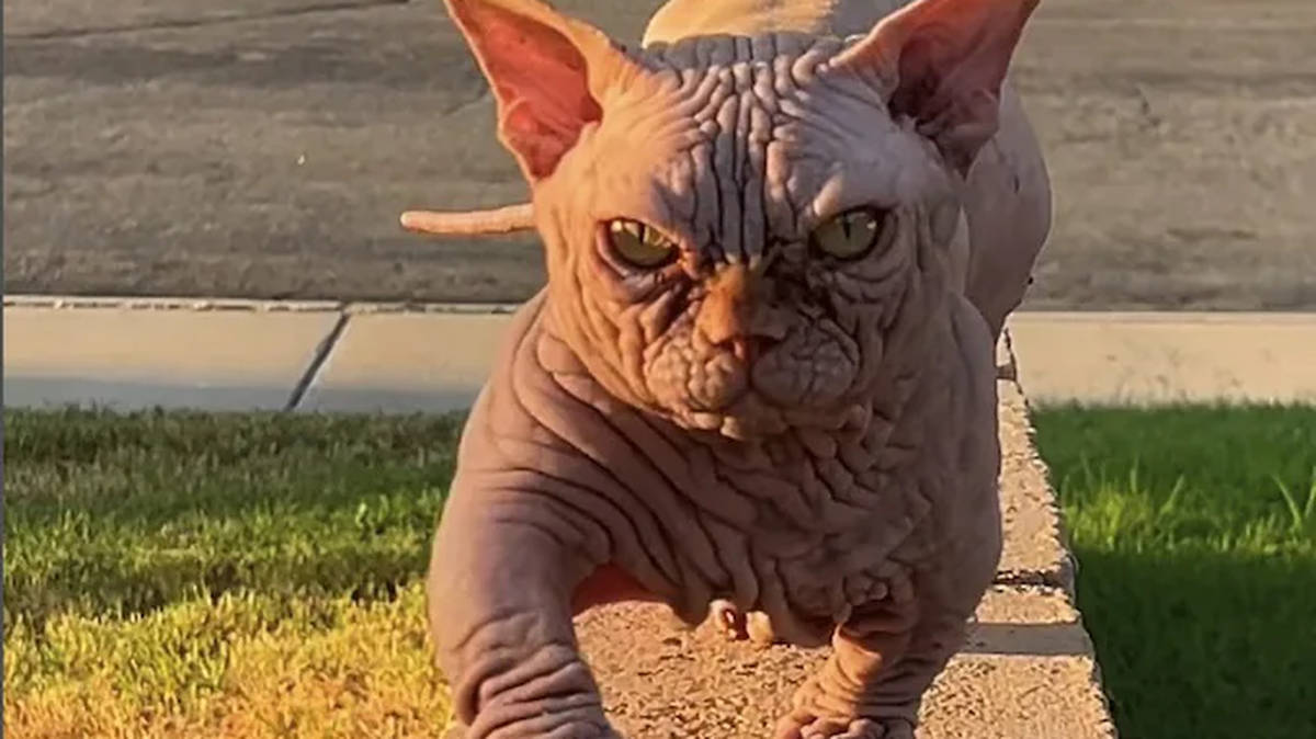 Animal experts issue warning over rise of 'XL Bully' cats | LBC