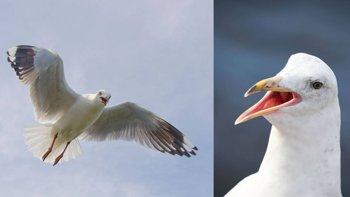 Seagull food could be laced with contraceptives to control population ...