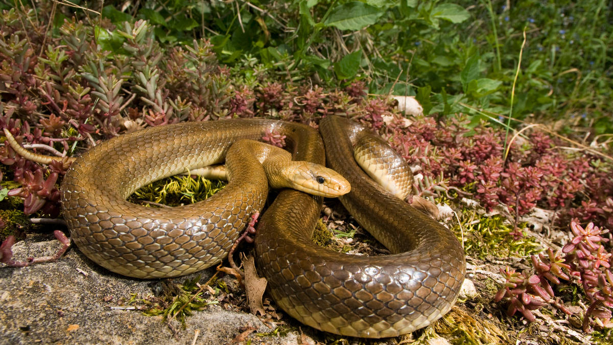 Two-metre invasive snakes 'living in British walls and attics' | LBC
