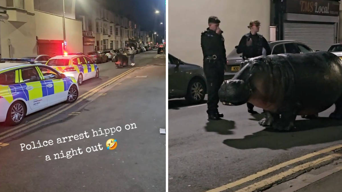 Watch as police wrestle giant hippo from the road after life-size ...